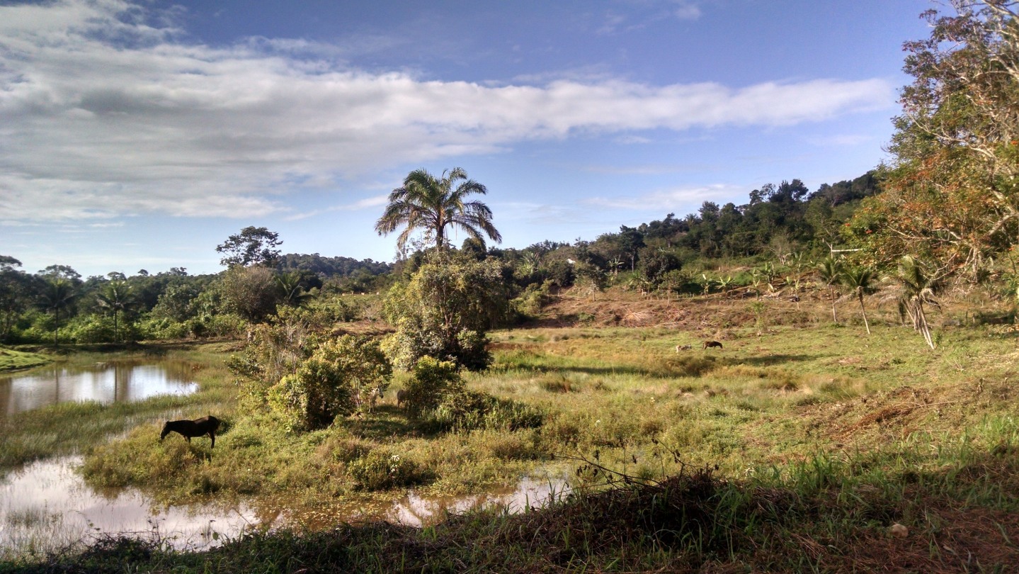 Reforesting Brazil’s Atlantic Rainforest | Institute at Brown for ...